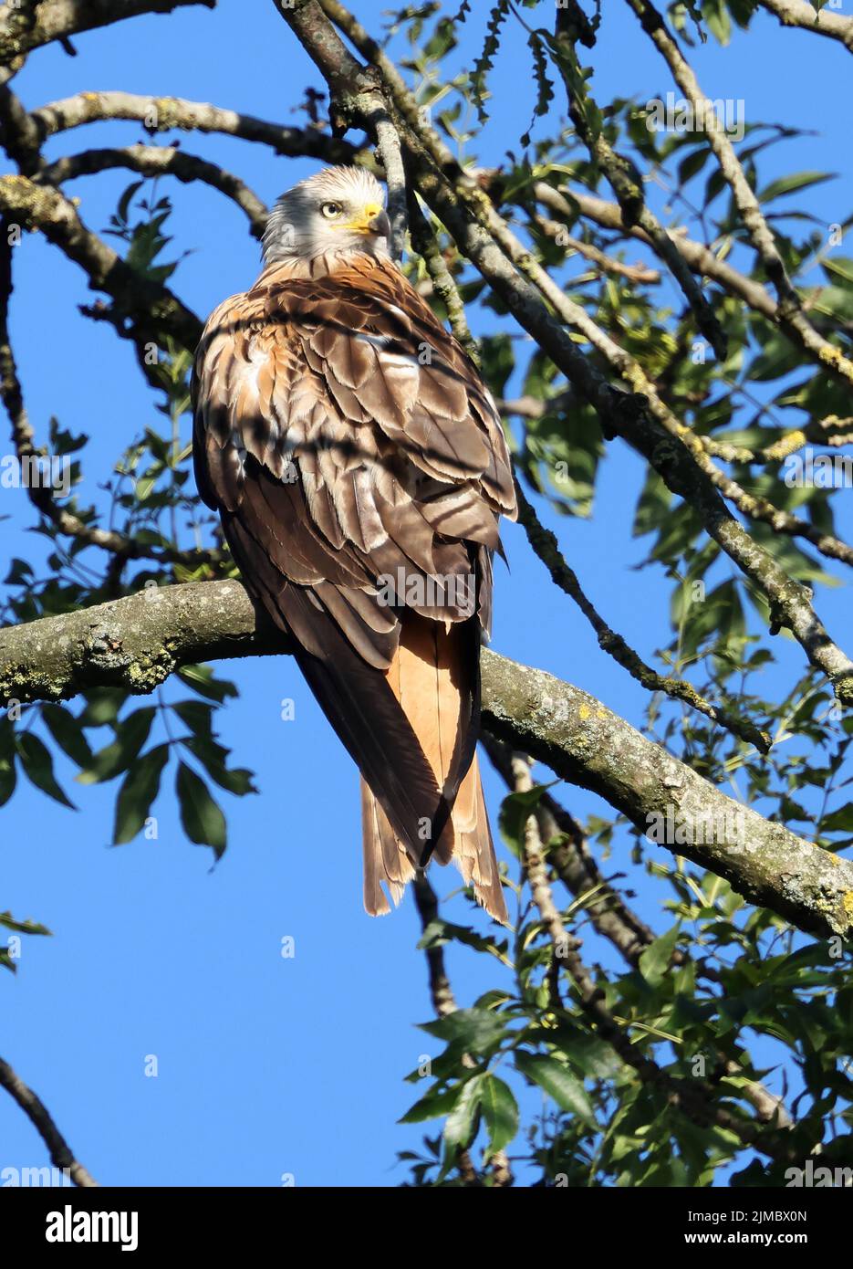 A Red Kite perched in an Ash Tree in the Cotswold Hills Gloucestershire ...