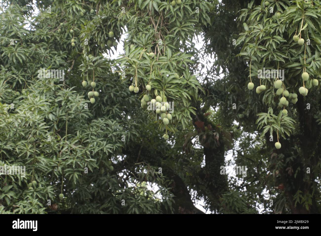 Ghanaian fruit hi-res stock photography and images - Alamy
