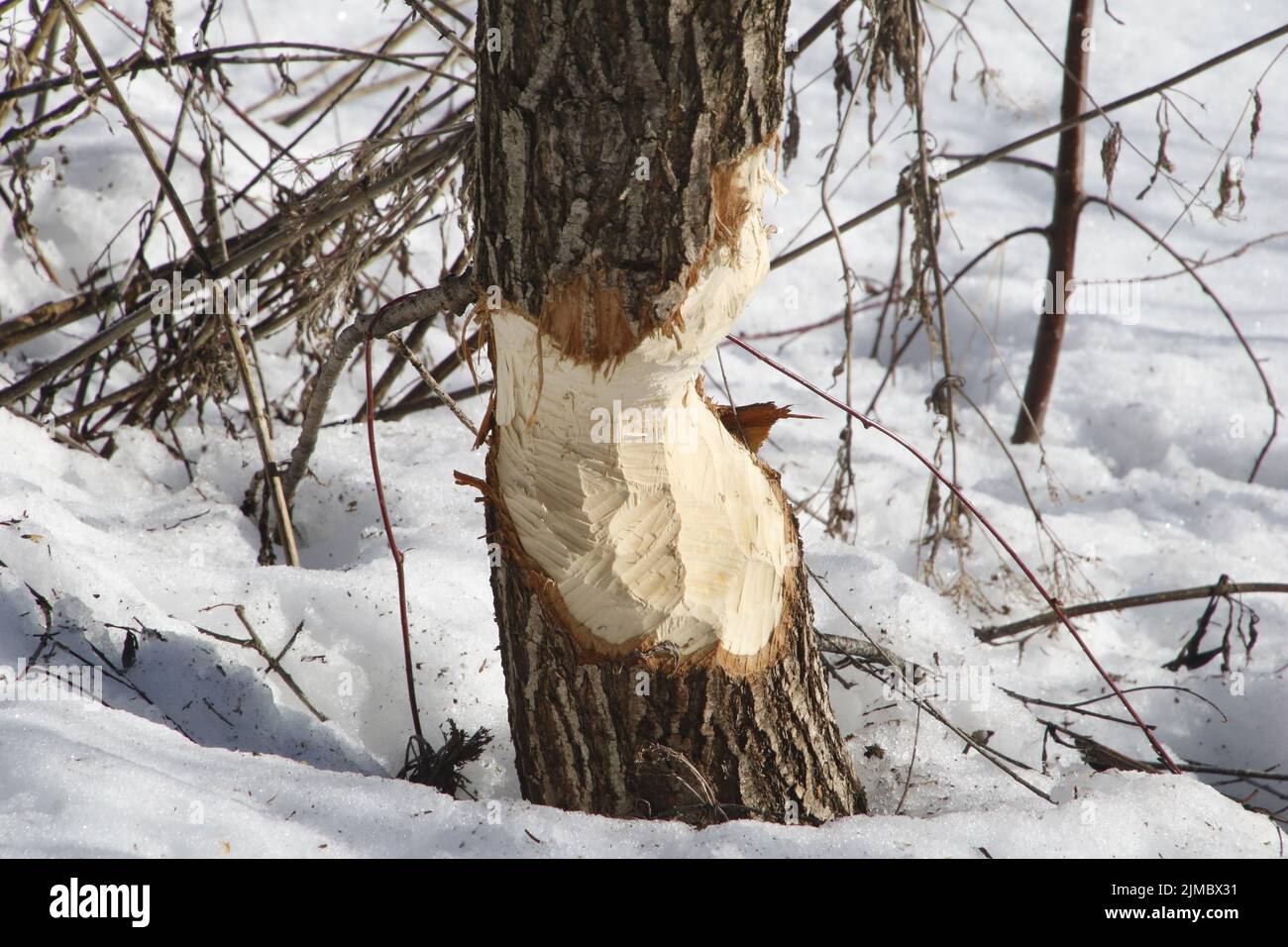 Marks of a beaver Stock Photo - Alamy