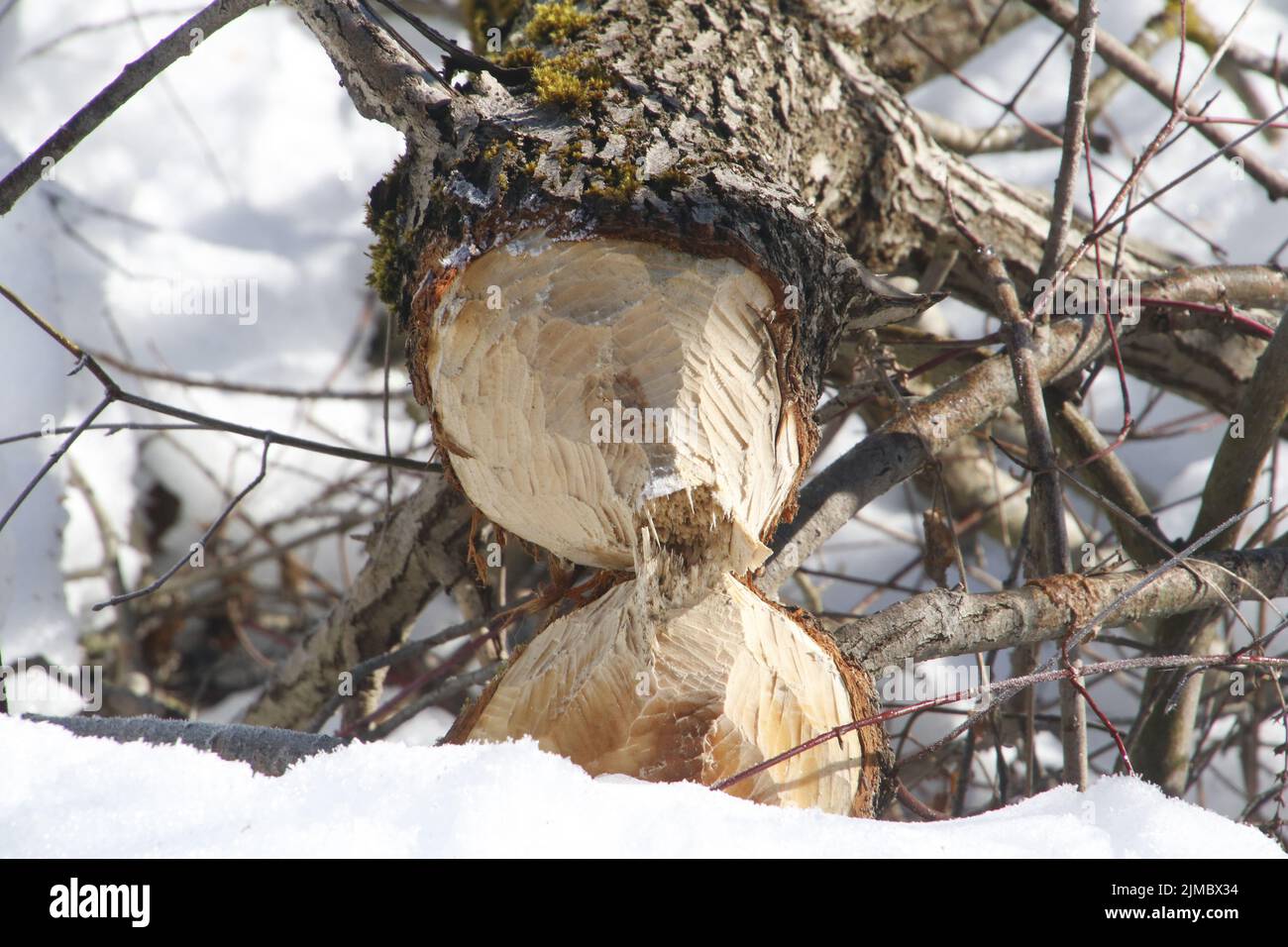 Marks of a beaver Stock Photo - Alamy