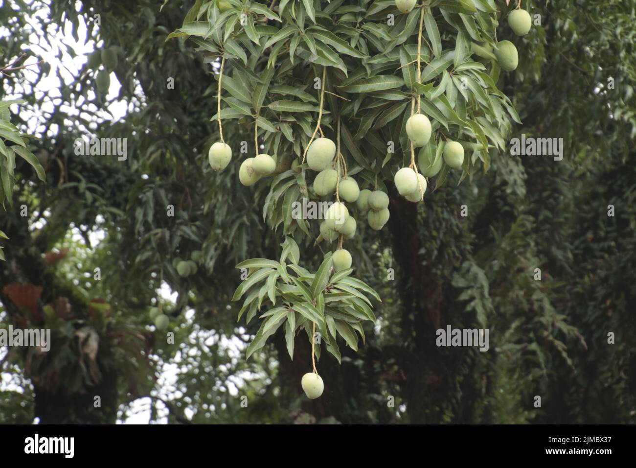 Ghanaian fruit hi-res stock photography and images - Alamy