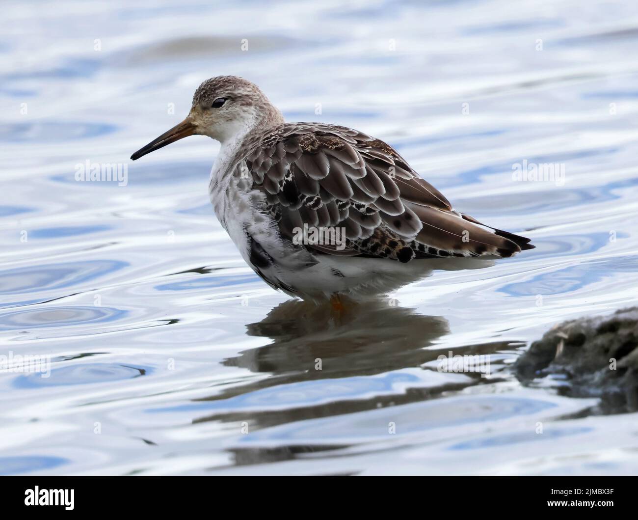 A wading bird the Ruff wading in shallow water Stock Photo - Alamy