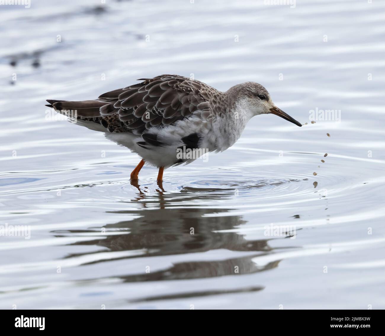 A wading bird the Ruff wading in shallow water Stock Photo - Alamy