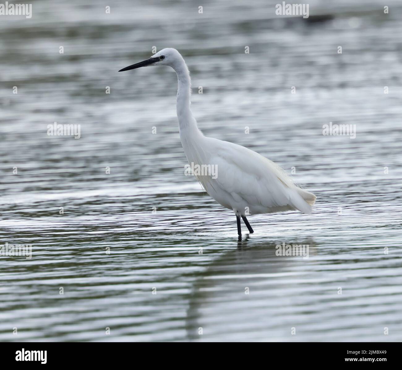 Little Egret wading in a shallow lagoon Stock Photo - Alamy