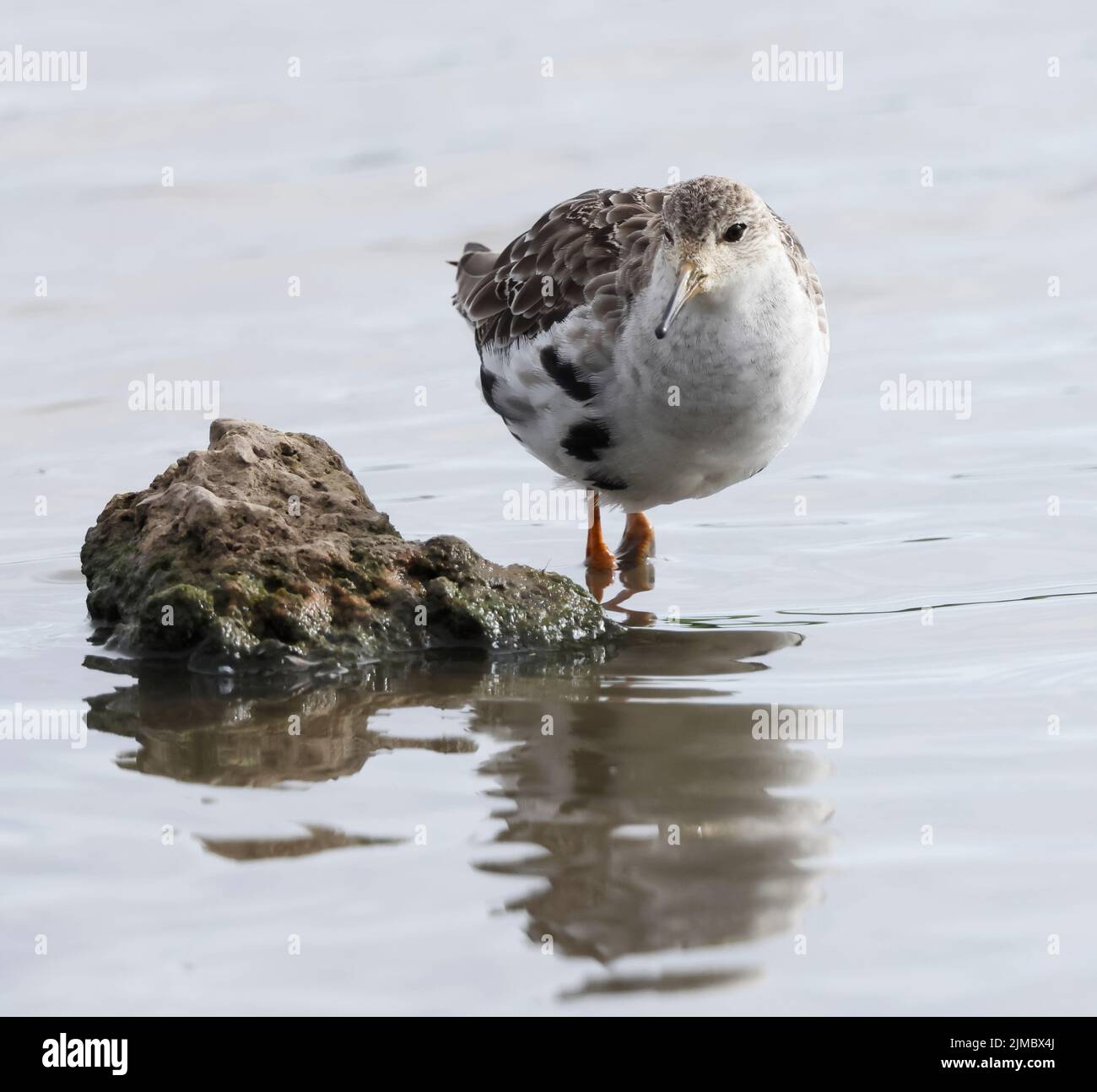 A wading bird the Ruff wading in shallow water Stock Photo - Alamy