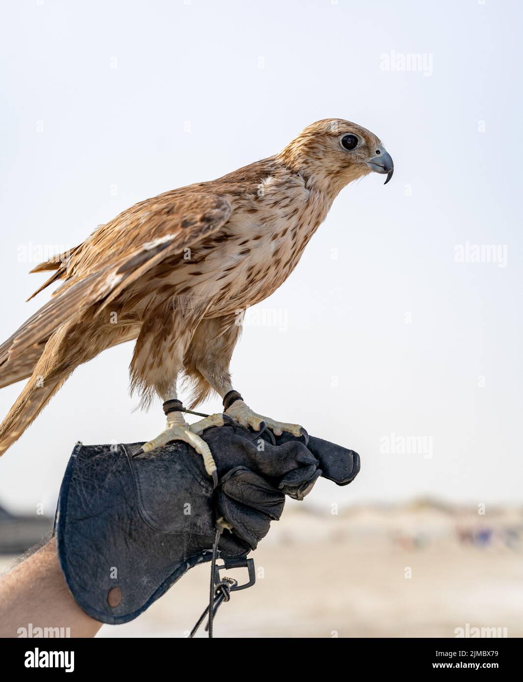 Arab man holding falcon dubai hi-res stock photography and images - Alamy