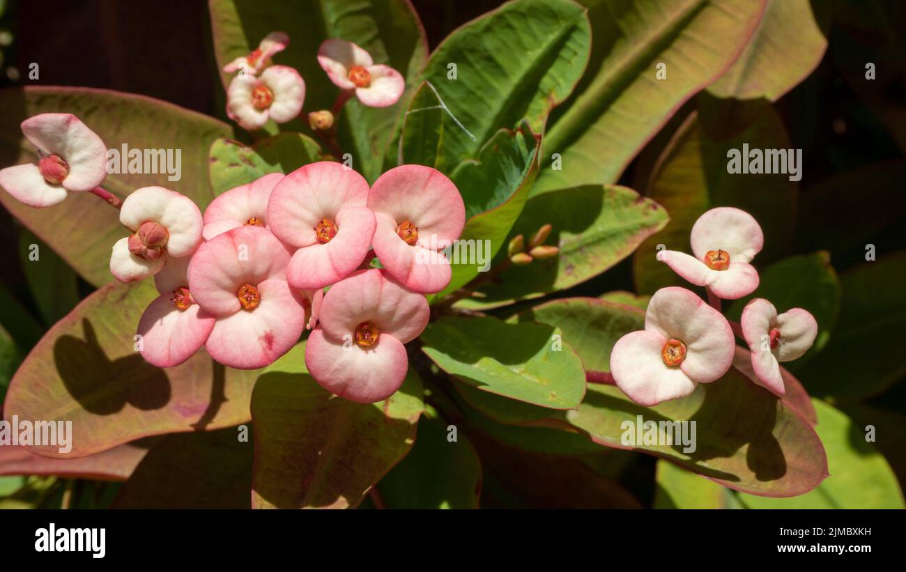 Pink species hi-res stock photography and images - Alamy
