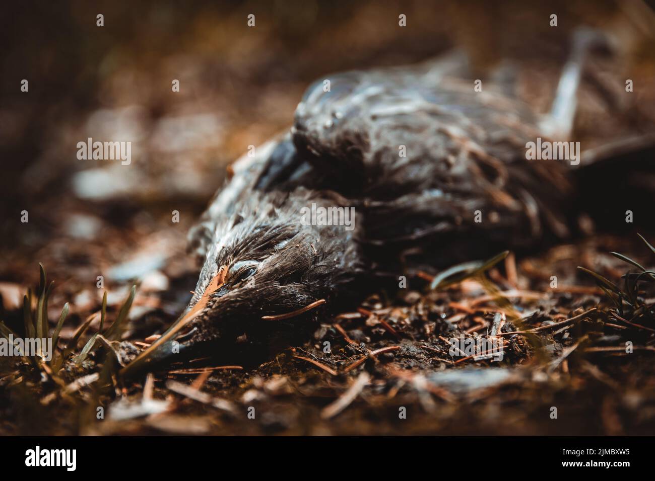 Dying bird hi-res stock photography and images - Alamy