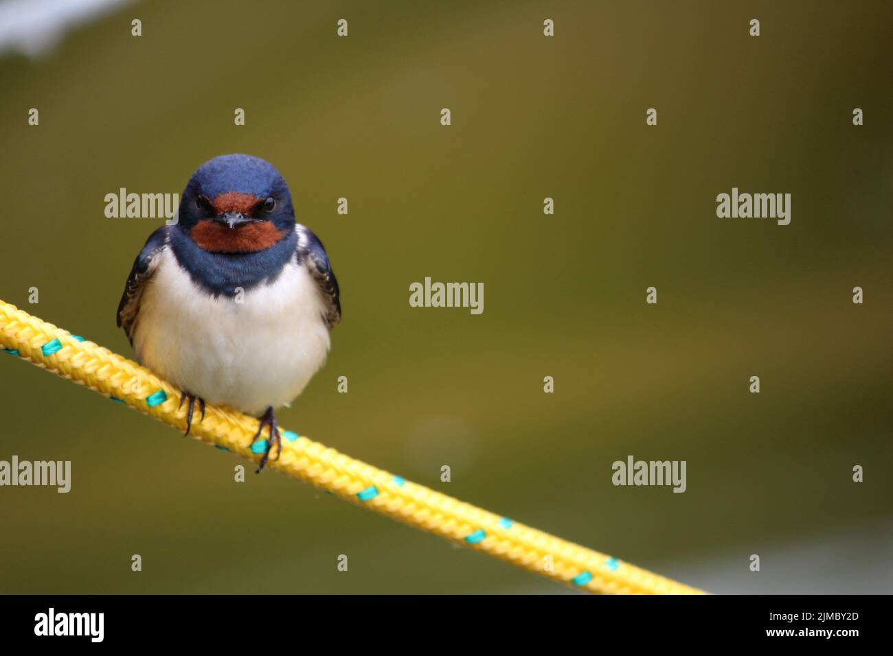 Swallow european hi-res stock photography and images - Alamy