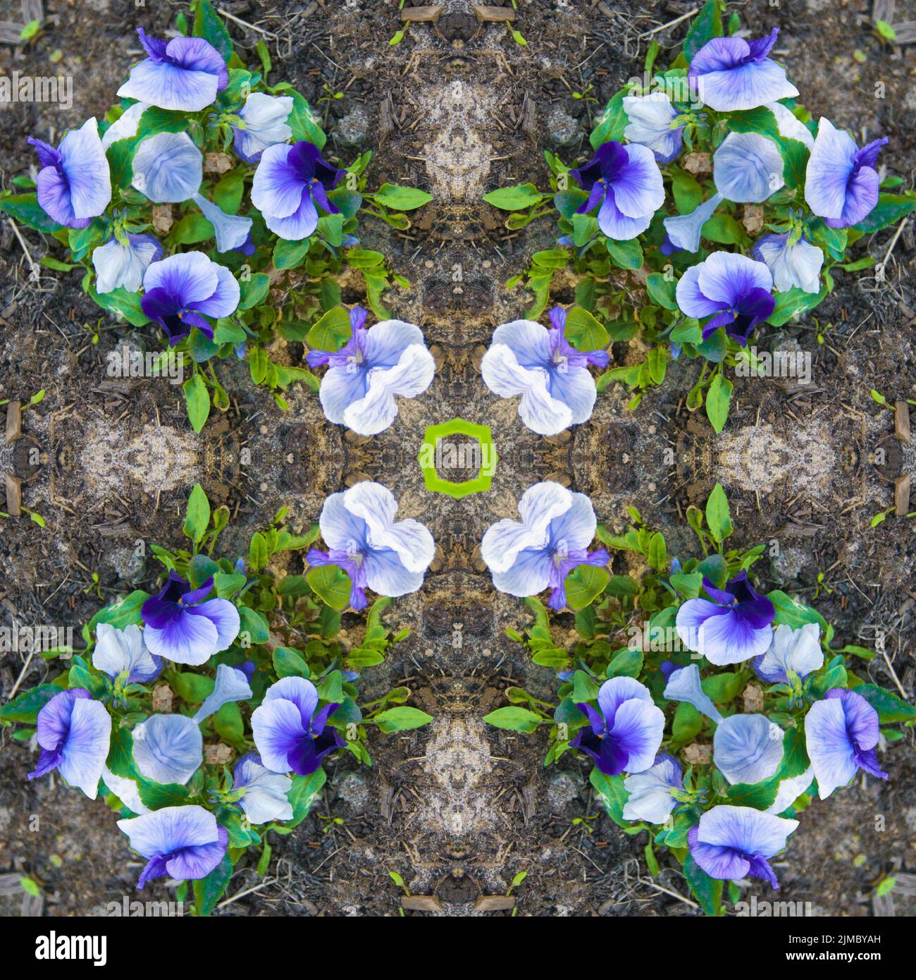 Square - pattern, kaleidoscope of photos of blue flowers growing in a ...