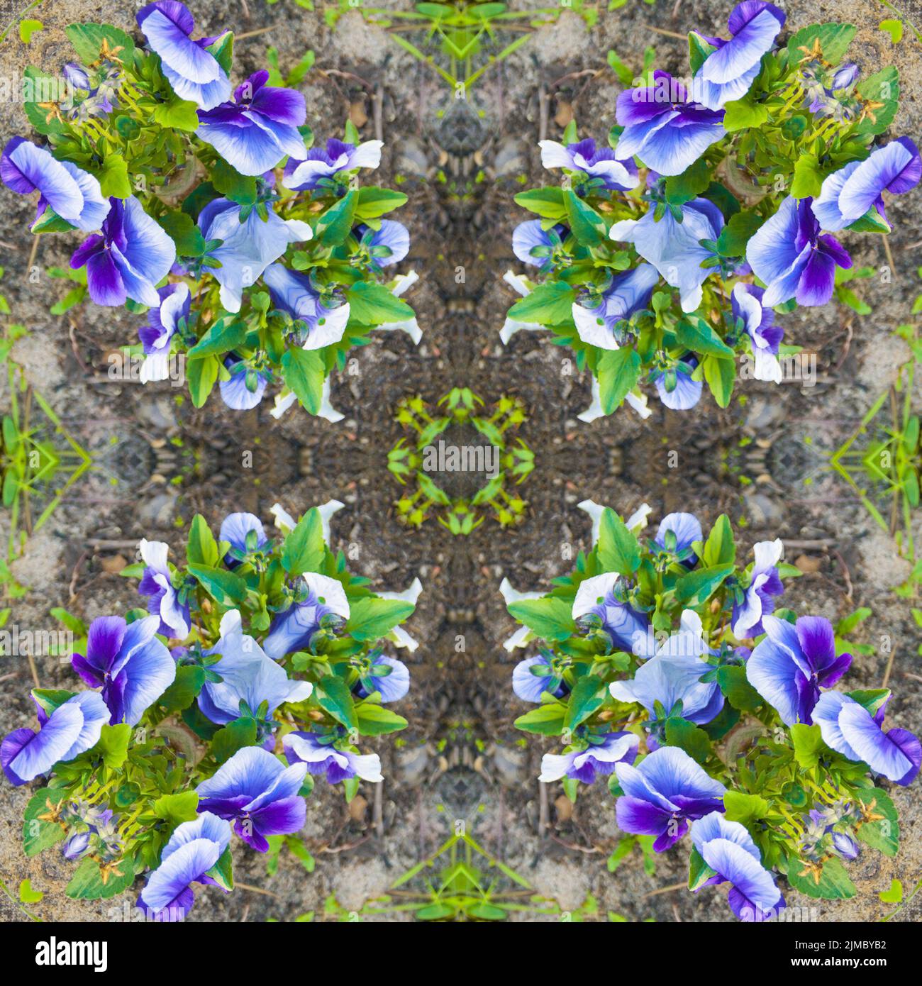 Square - pattern, kaleidoscope of photos of blue flowers growing in a ...