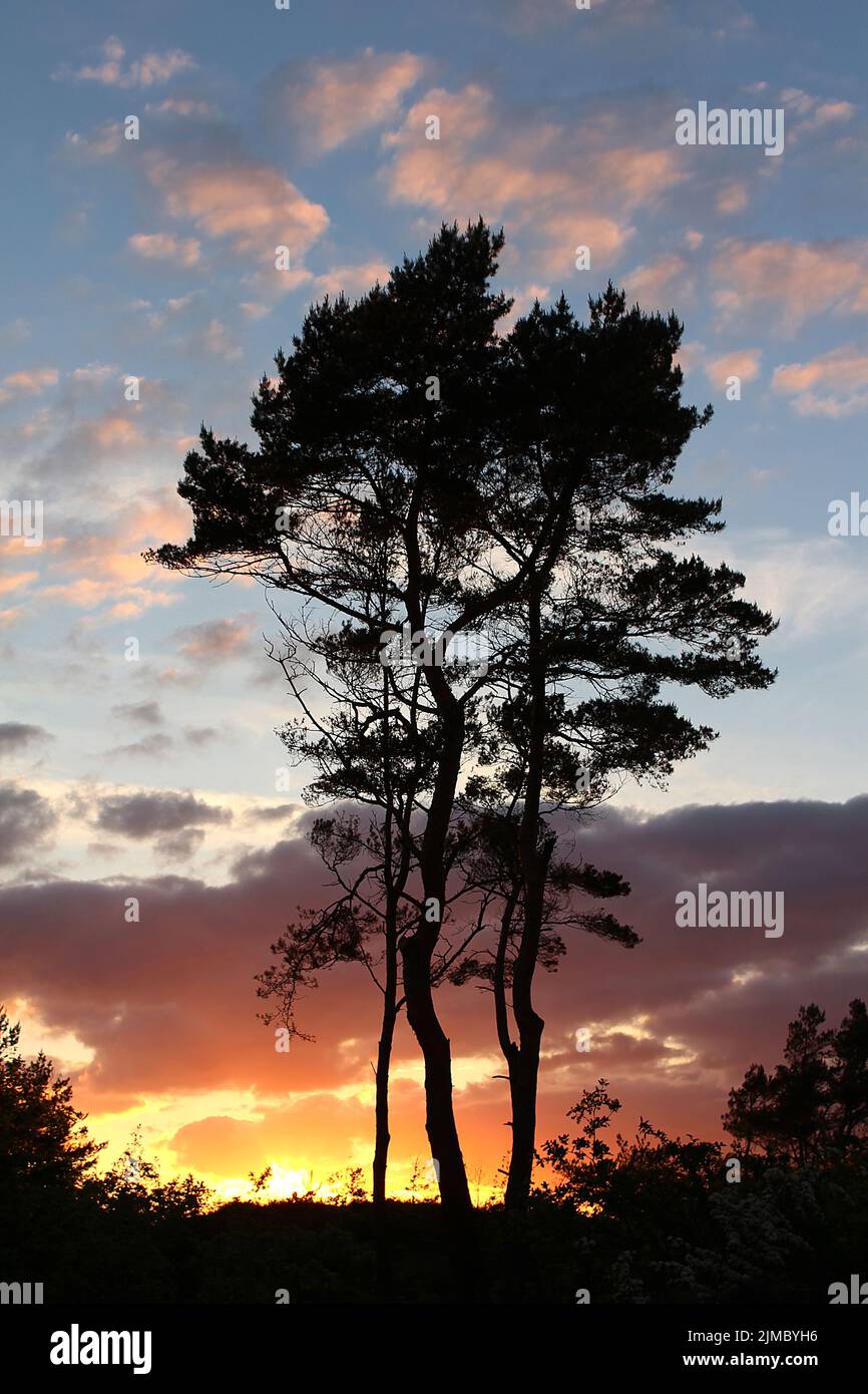 Baltic pines hi-res stock photography and images - Alamy