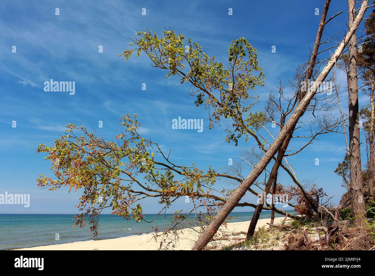 Overturned trees hi-res stock photography and images - Alamy