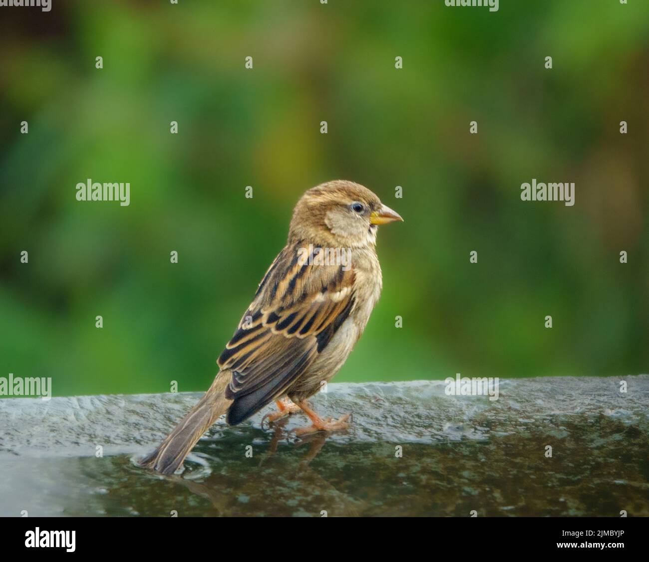 A House Sparrow, Passer domesticus, bathing in water on a flat roof of ...