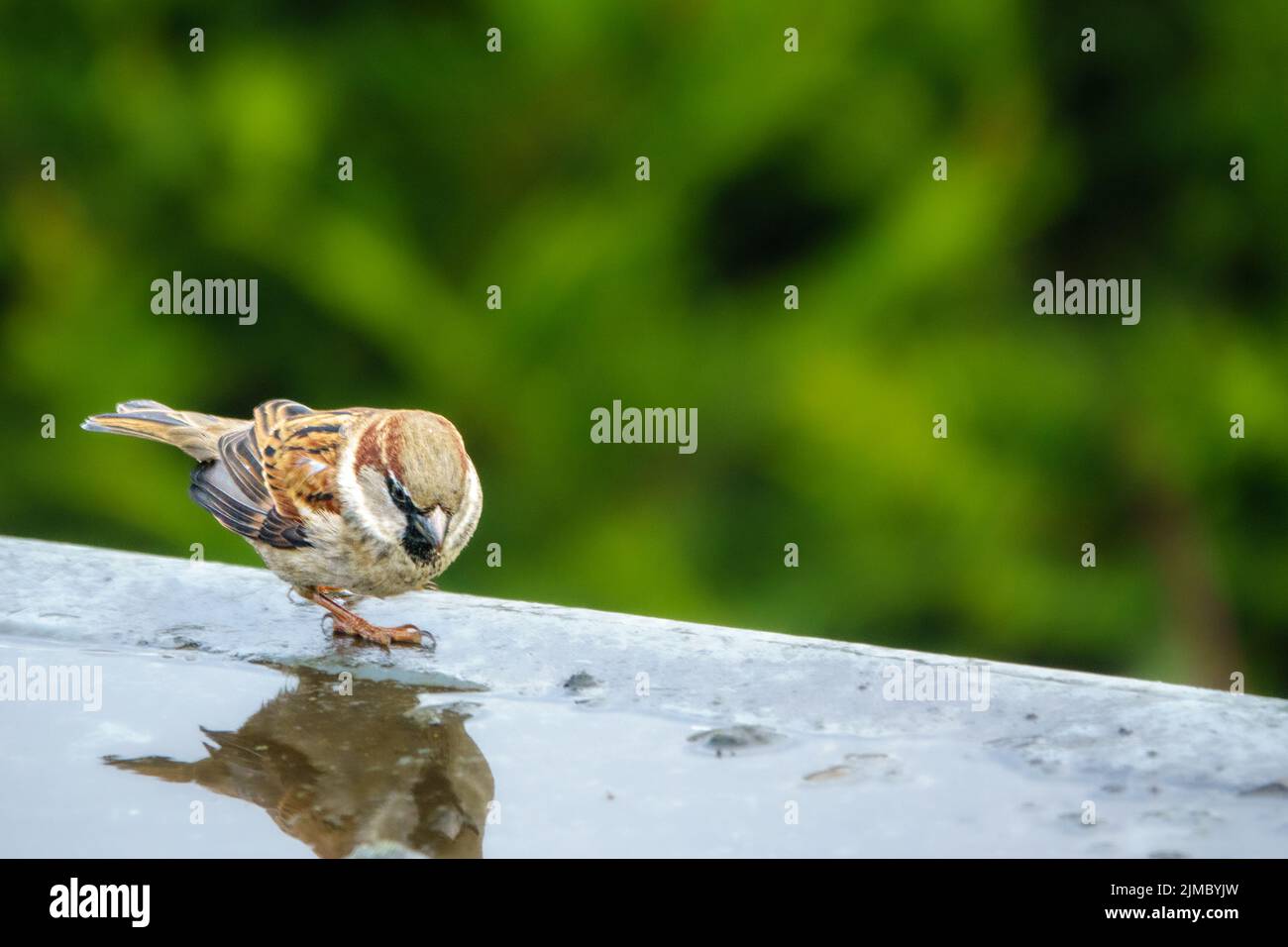 A House Sparrow, Passer domesticus, bathing in water on a flat roof of ...
