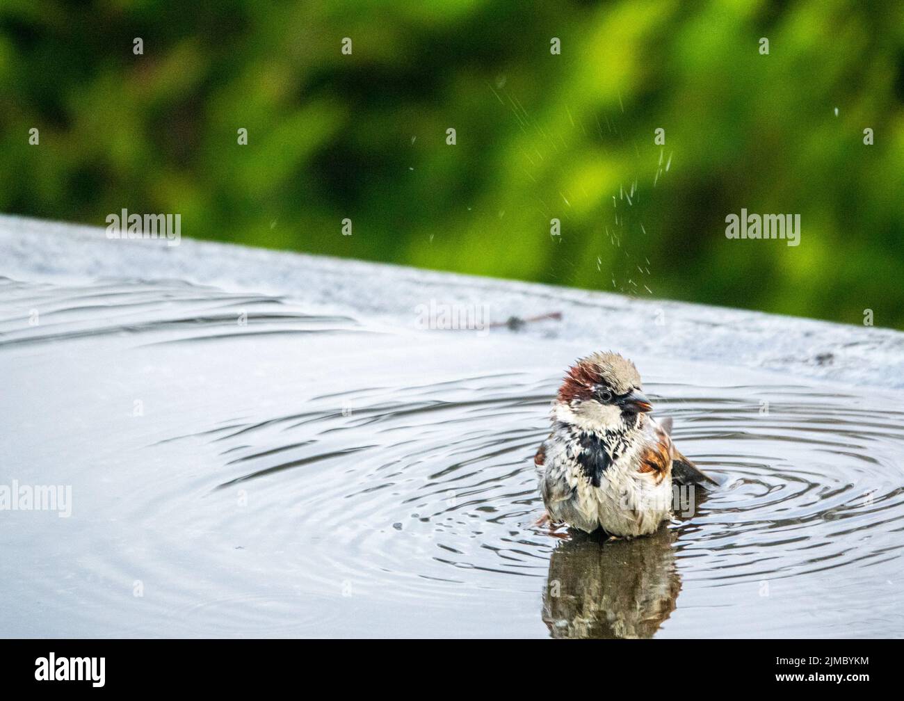 A House Sparrow, Passer domesticus, bathing in water on a flat roof of a house. Spotted whilst ...