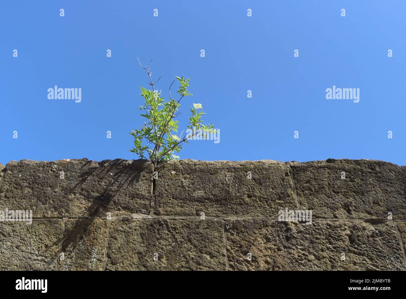 Tree fortress hi-res stock photography and images - Alamy
