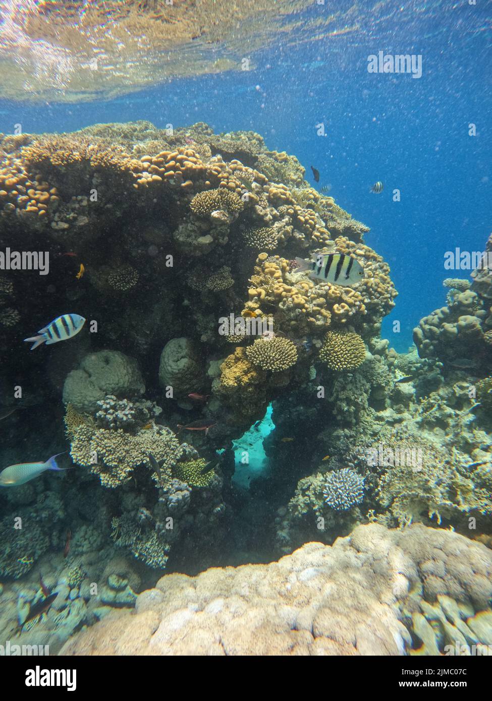 A vertical shot of the underwater world with tropical reefs and fish ...