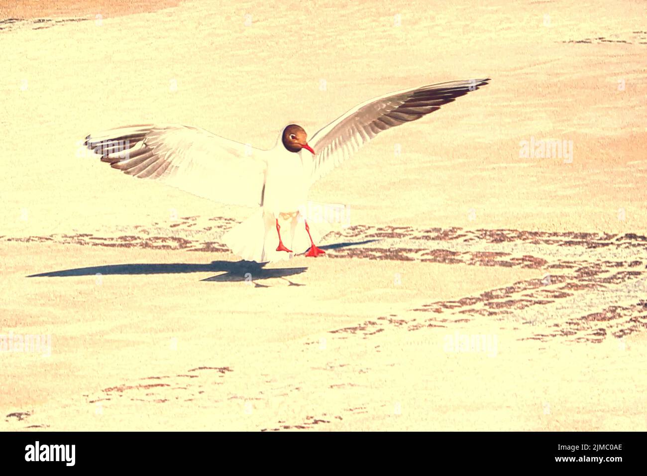 Landing seagull hi-res stock photography and images - Alamy