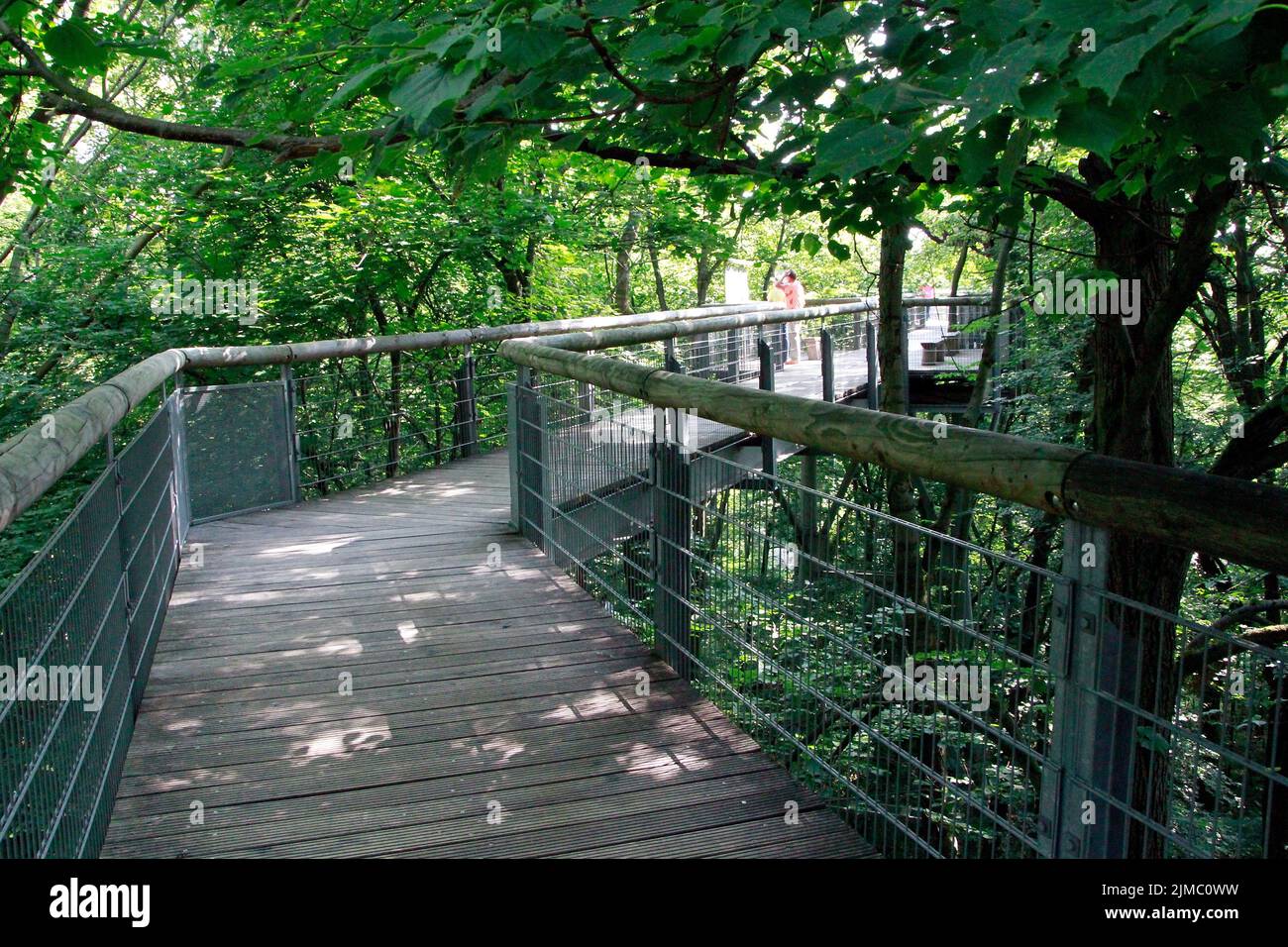 Tree roof path Hainich, UNESCO World Heritage Site, Thuringia, Germany ...