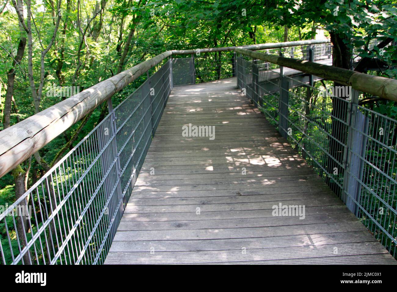 Tree roof path Hainich, UNESCO World Heritage Site, Thuringia, Germany ...