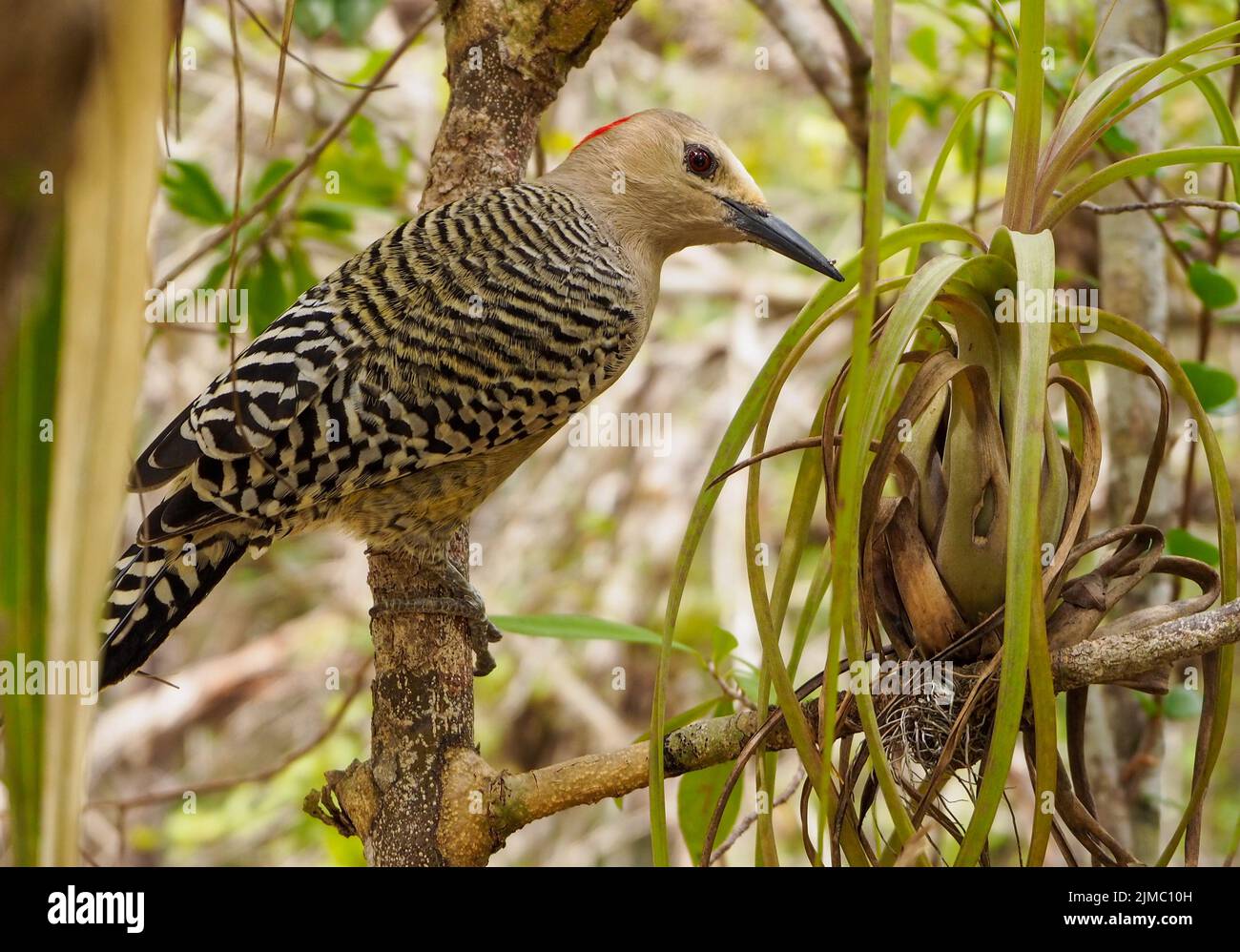Exotic tree species hi-res stock photography and images - Alamy