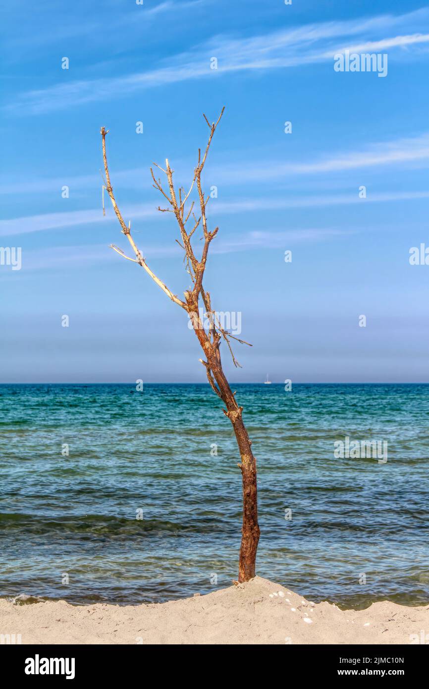 Tree on the beach Stock Photo - Alamy