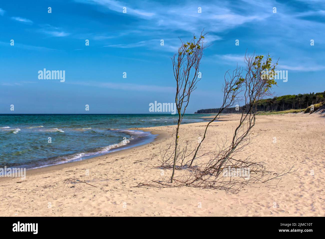 Trees on the beach Stock Photo - Alamy