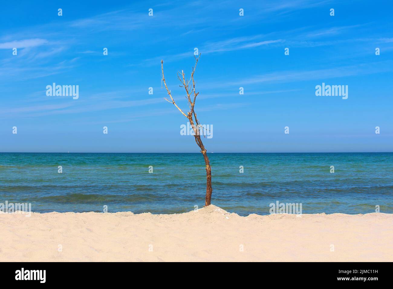 Tree on the beach Stock Photo - Alamy