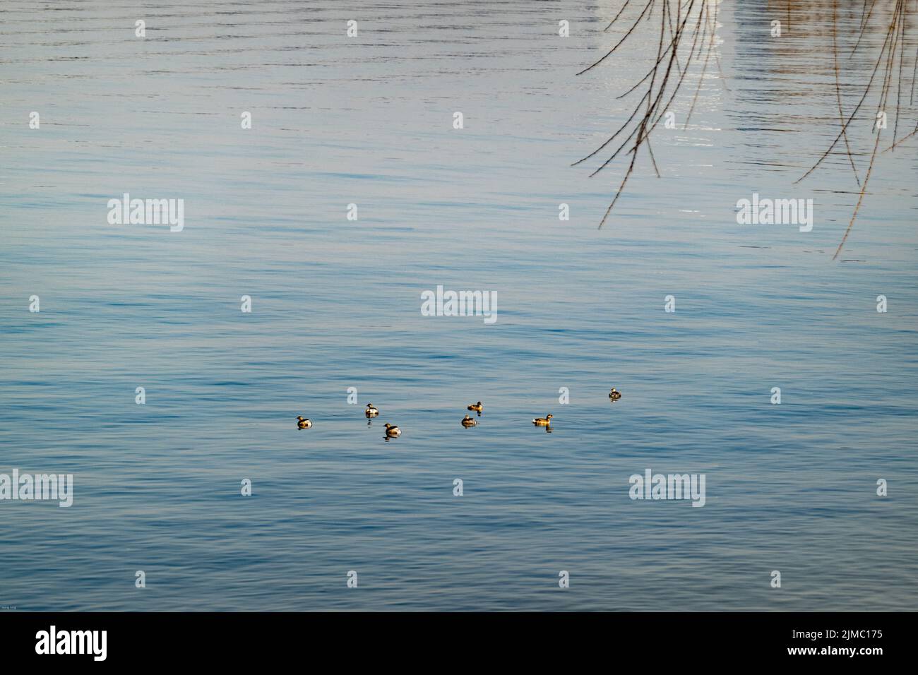 A scenic view of a group of ducks floating on a body of water Stock ...