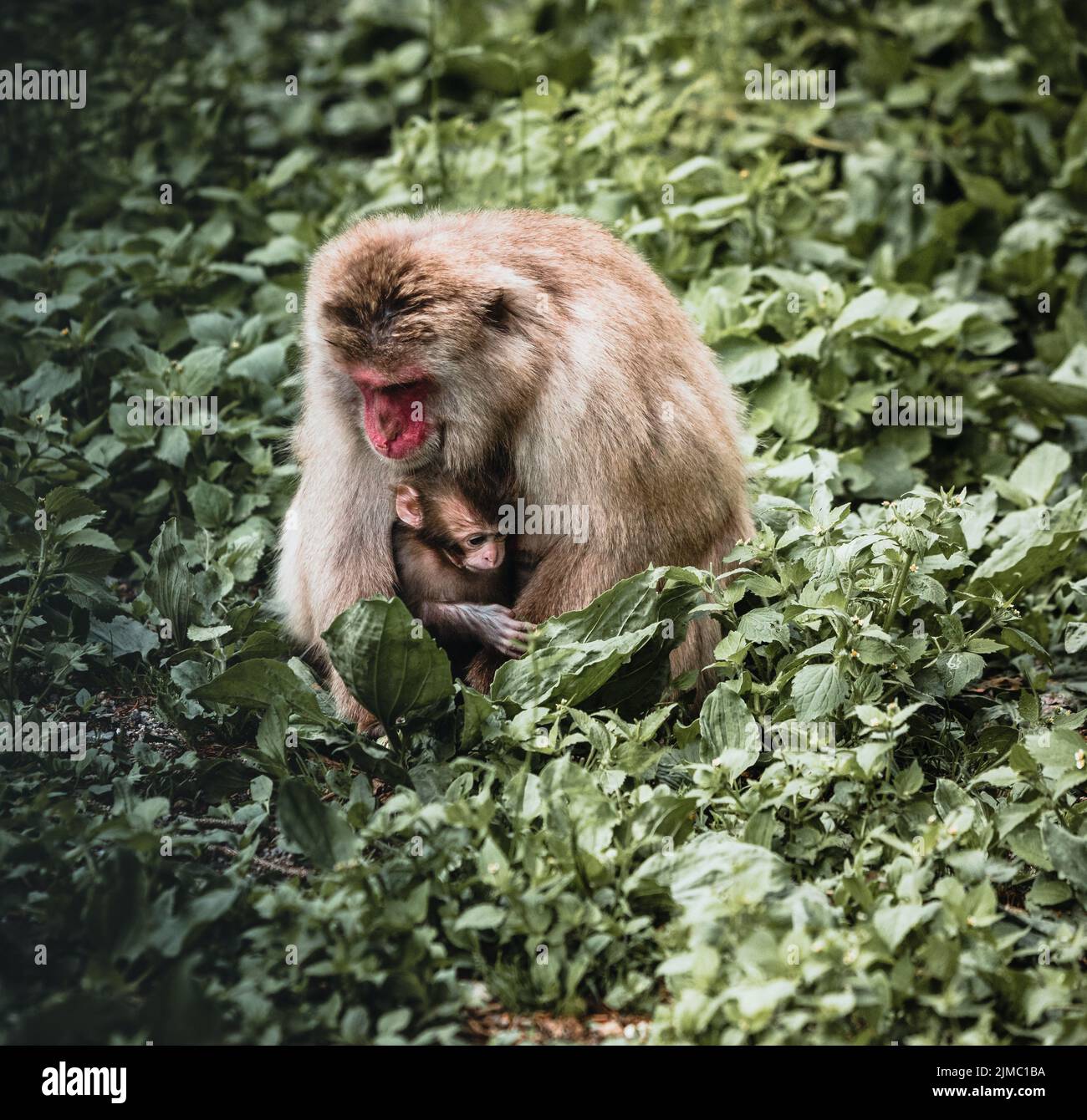 Baby macaque and his caring mother in the nature on a summer day Stock ...