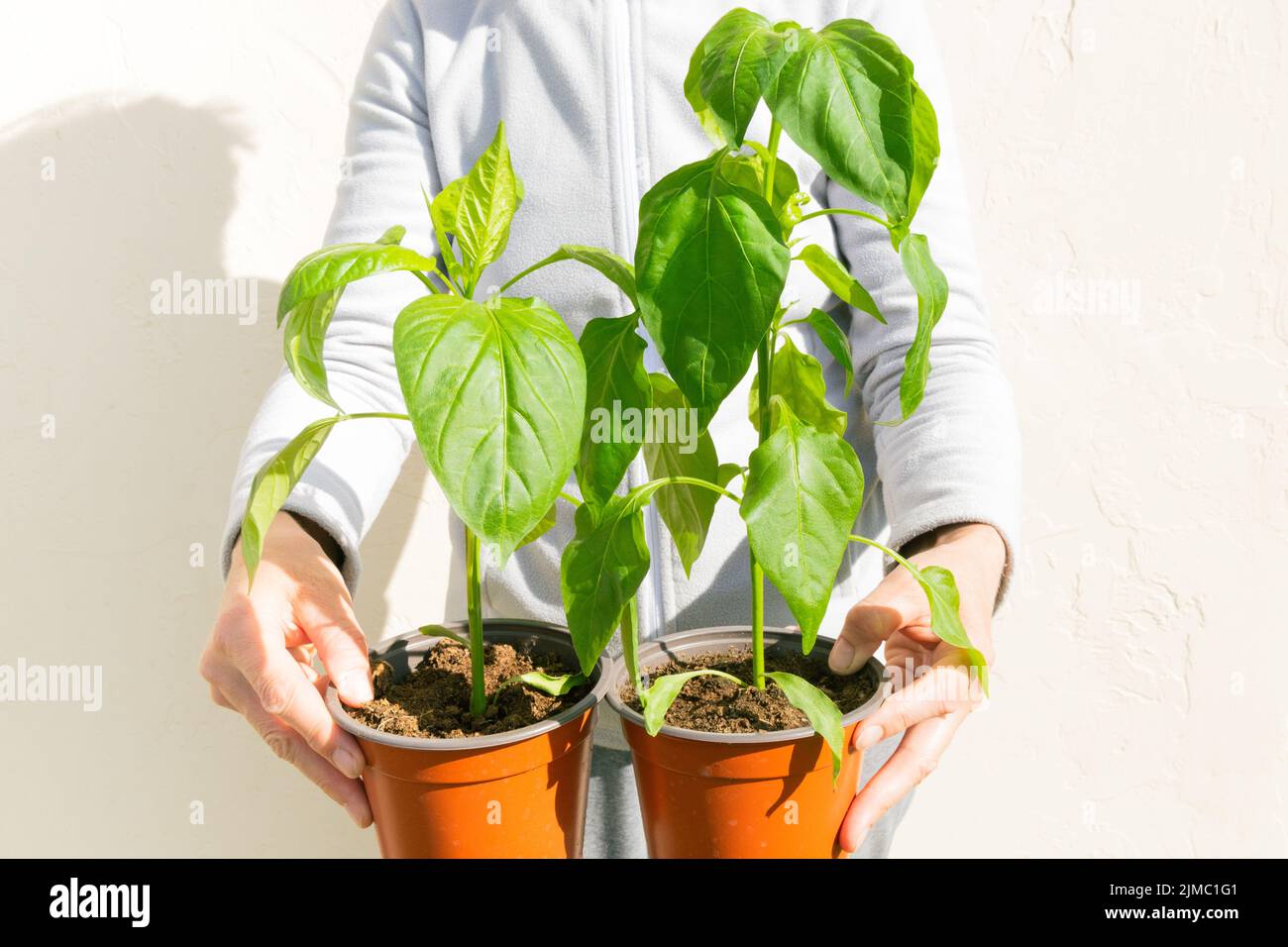 A gardener holding pots of capsicum plants against a light background ...