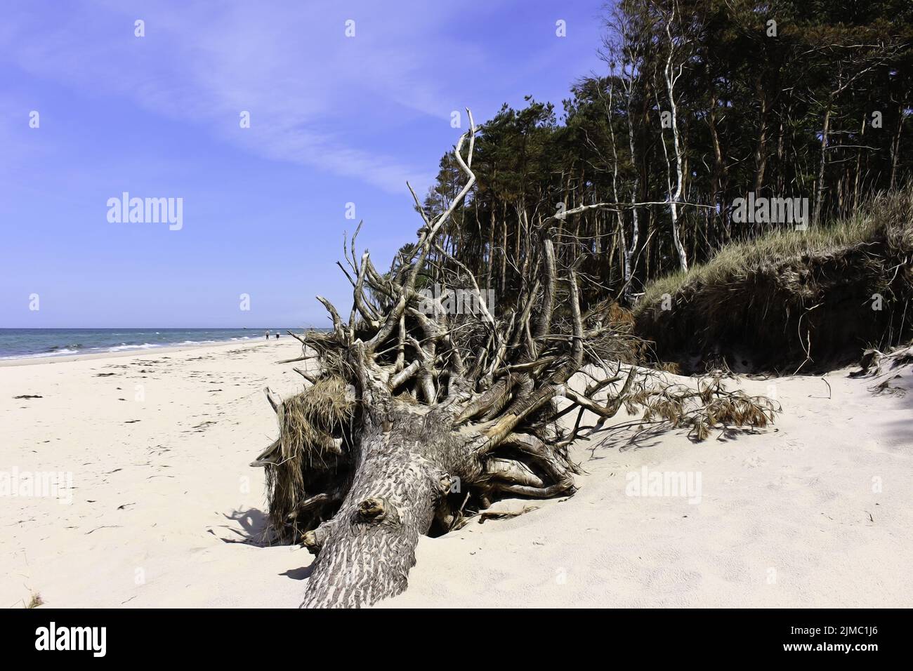 Uprooted fallen trunk hi-res stock photography and images - Alamy