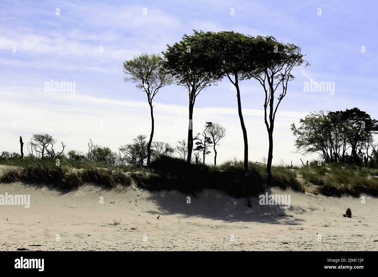 Trees on the beach Stock Photo - Alamy