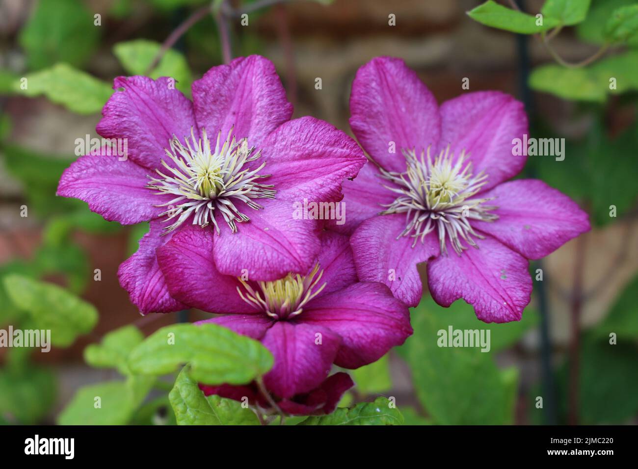 Brick wall pink clematis hi-res stock photography and images - Alamy