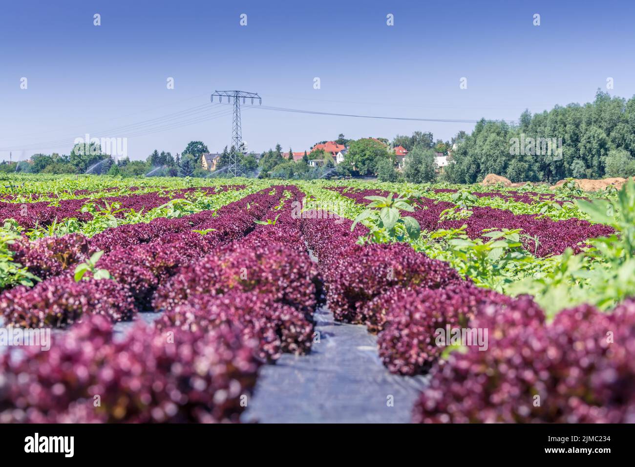 Field low angle hi-res stock photography and images - Alamy