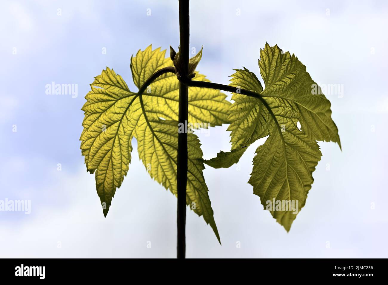 Ornamental hop leaves hi-res stock photography and images - Alamy
