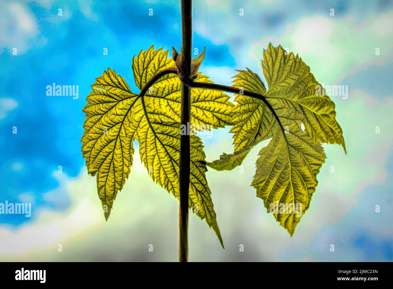 Zierhopfenblatt hi-res stock photography and images - Alamy