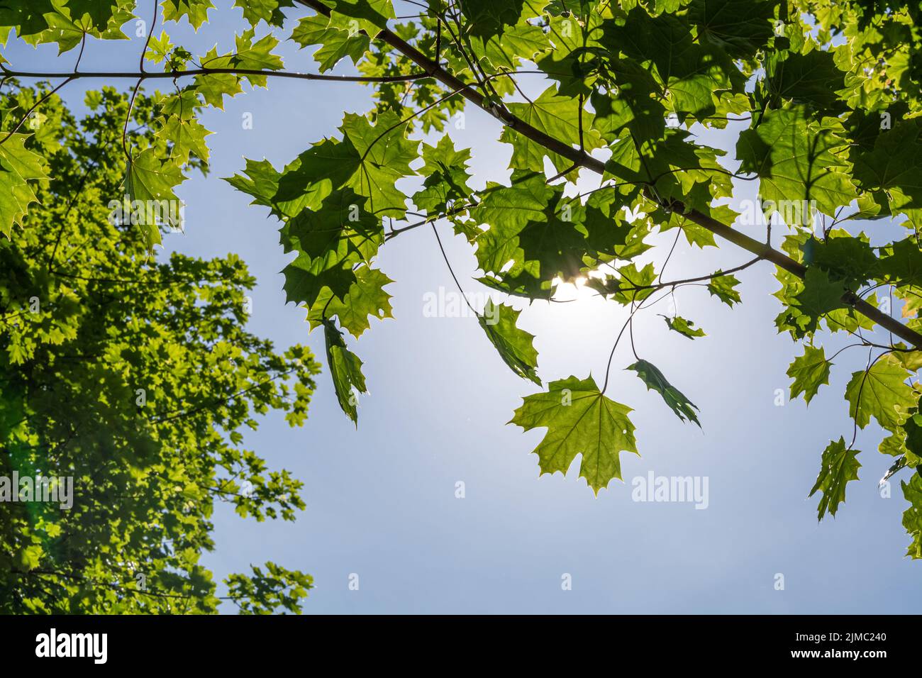 Maple view hi-res stock photography and images - Alamy