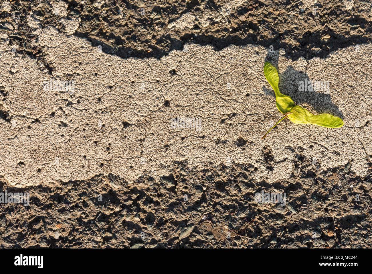 Two winged seeds hi-res stock photography and images - Alamy