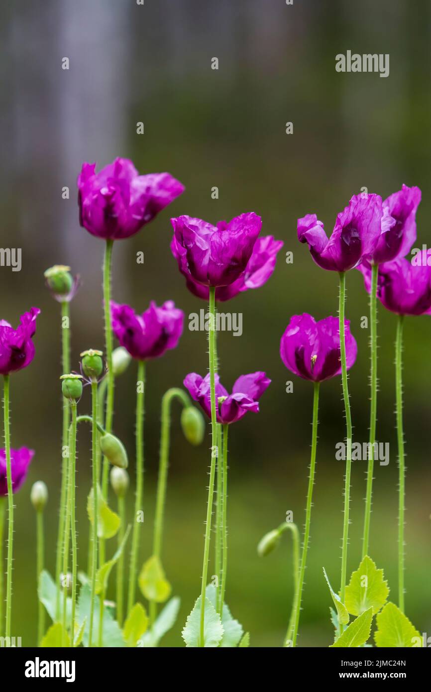 A group of purple Hungarian Blue Breadseed poppies (Papaver somniferum ...