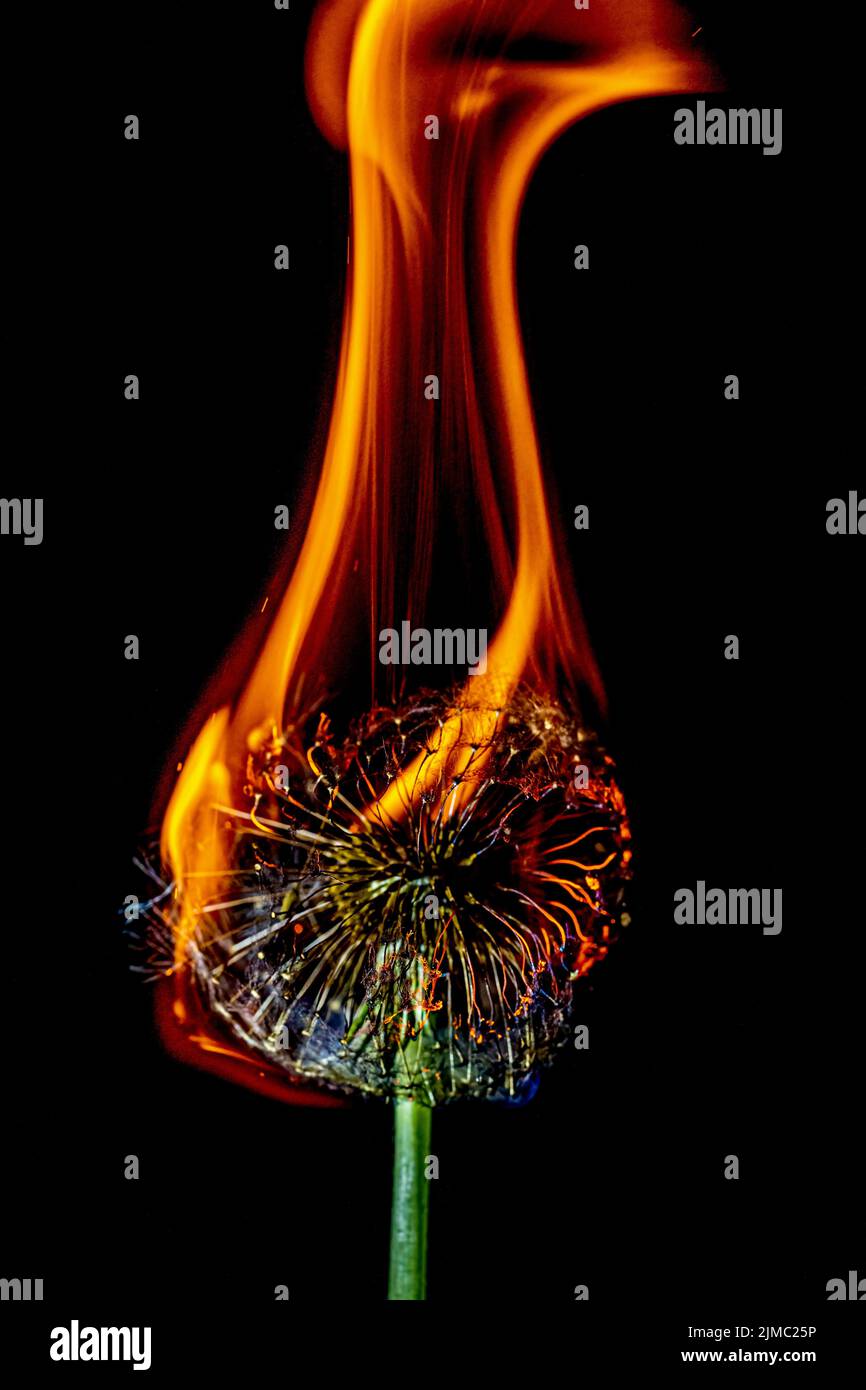 A vertical shot of a burning dandelion with the fire turning into a ...