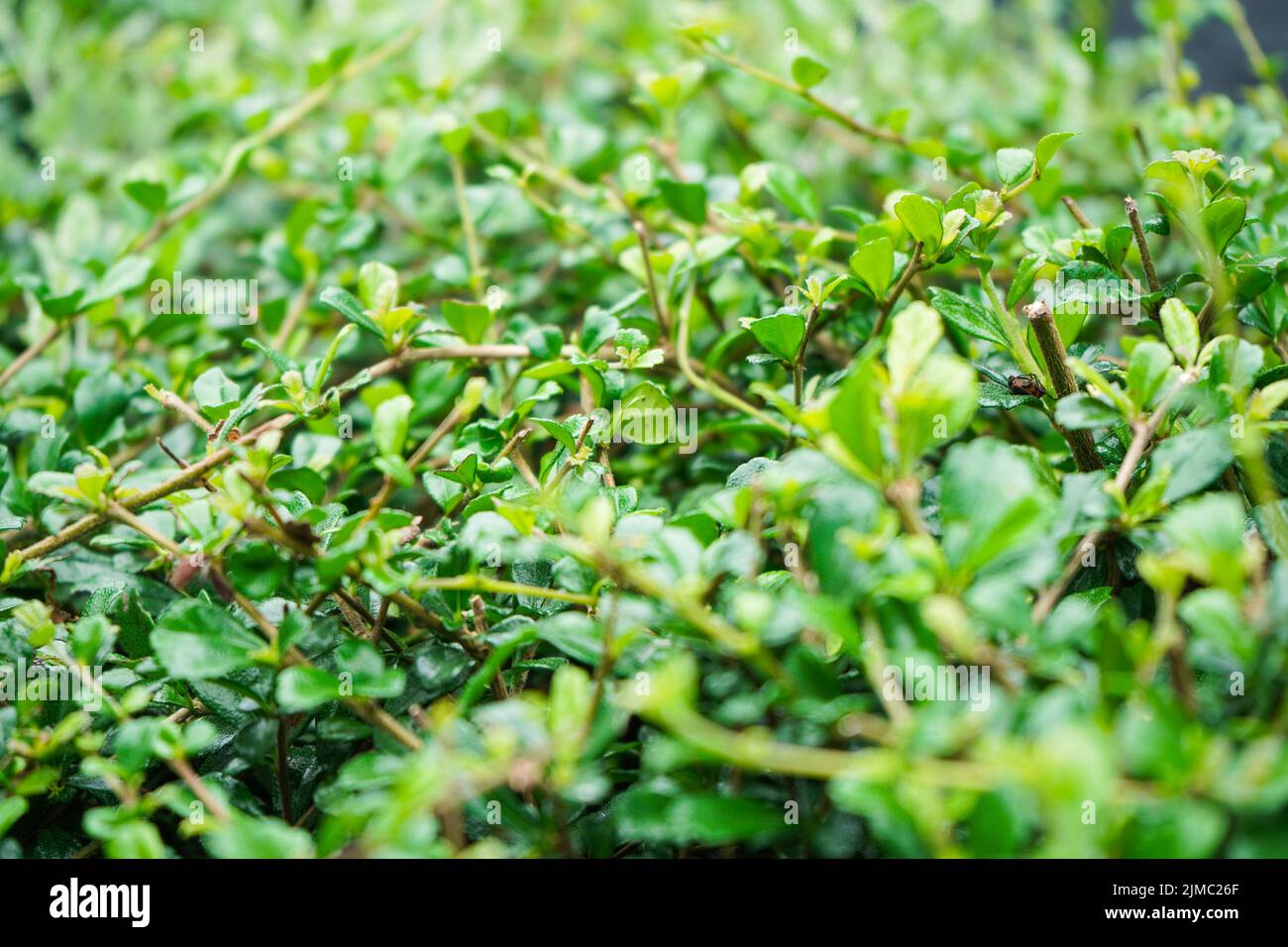 Green leaf field background. Vivid green leaf field background Stock ...