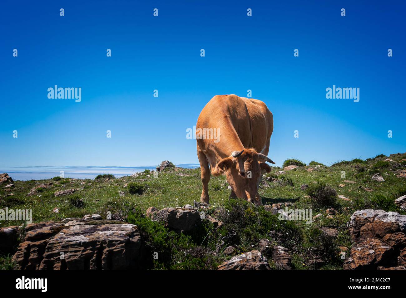 Cow eating grass on meadow hi-res stock photography and images - Alamy