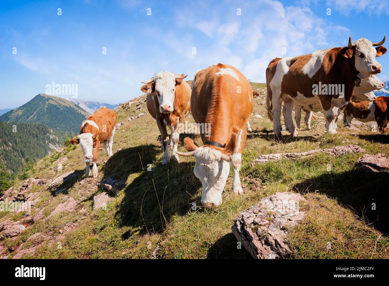Cows grazed on meadow mountain hi-res stock photography and images - Alamy