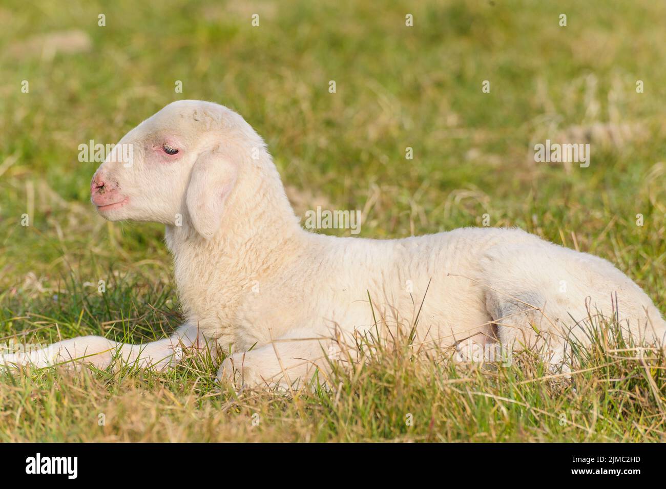 Lamb industry hi-res stock photography and images - Alamy