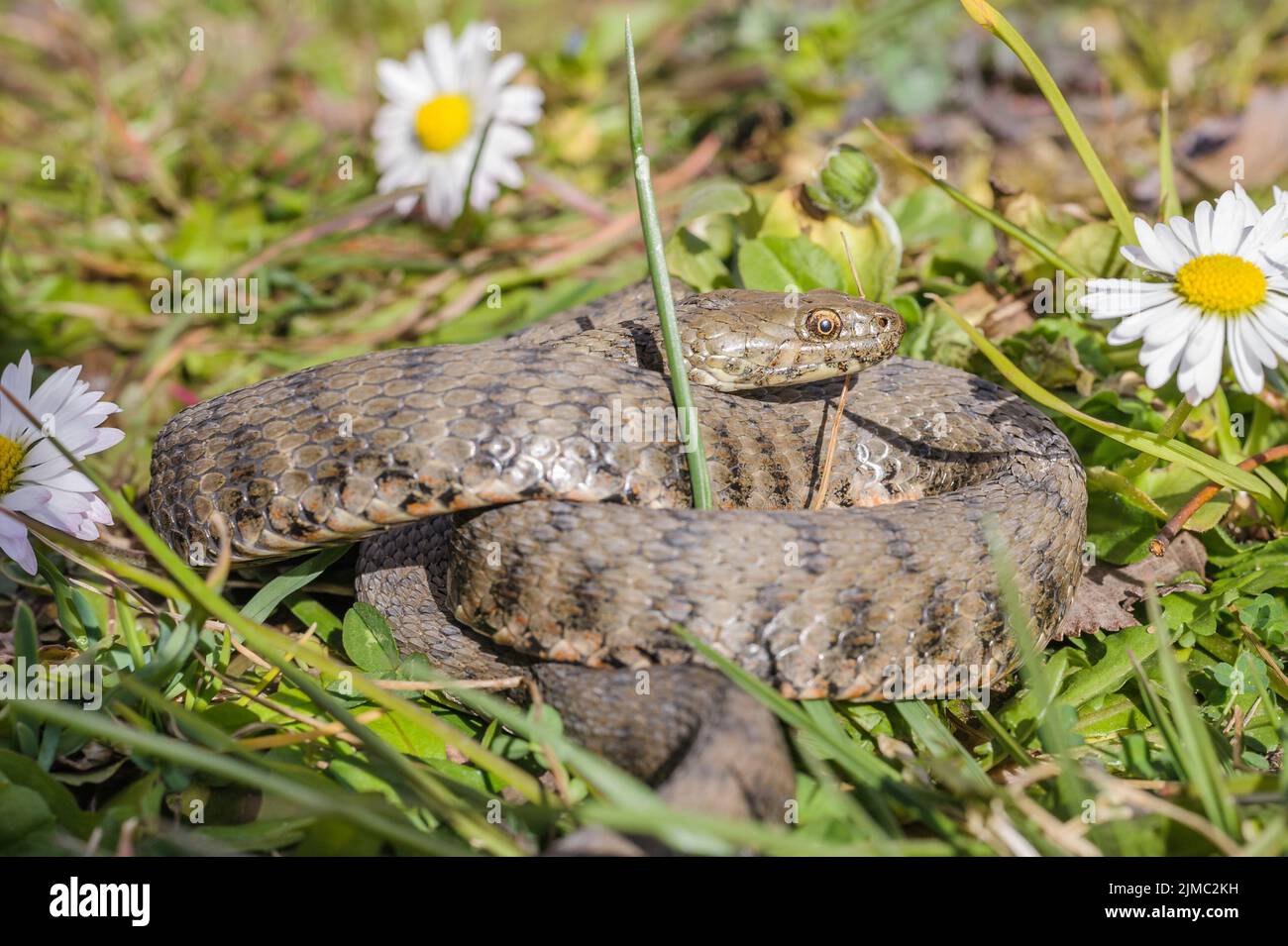 Asp snake hi-res stock photography and images - Alamy