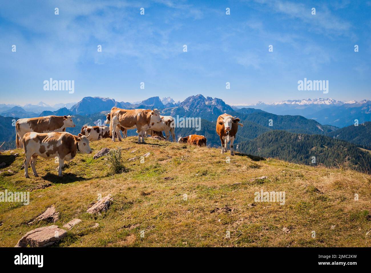 Grazed by cows hi-res stock photography and images - Alamy