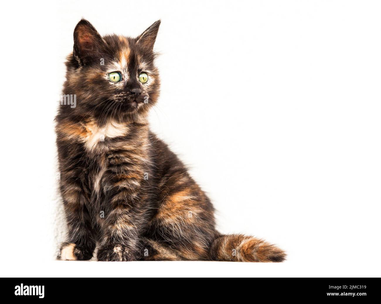 Beautiful young veterinary hi-res stock photography and images - Alamy