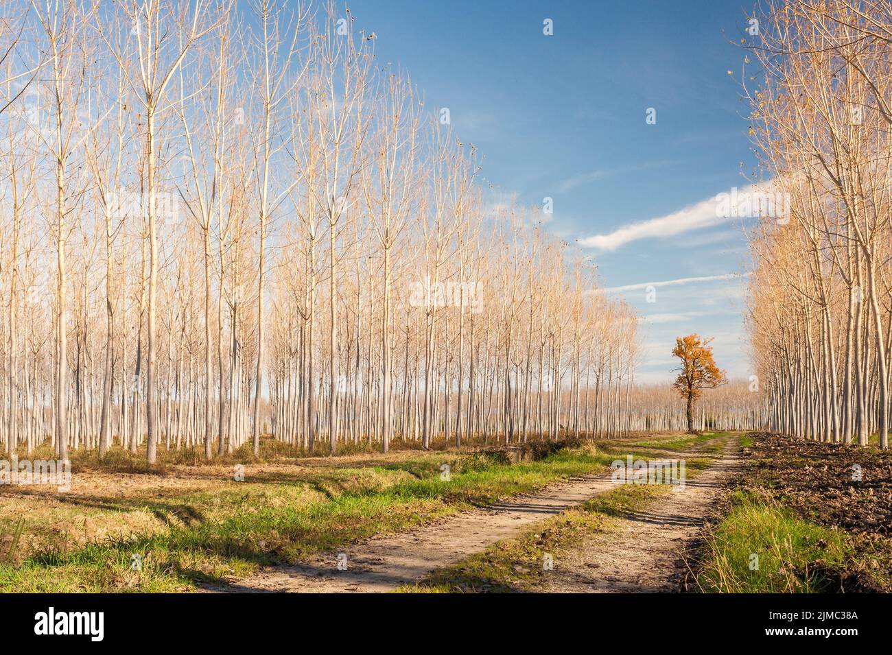 Country road in grove hi-res stock photography and images - Alamy